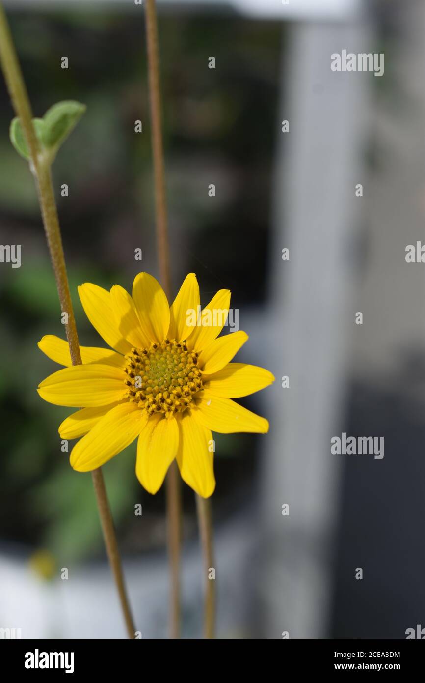 Leaf sunflower hi-res stock photography and images - Alamy