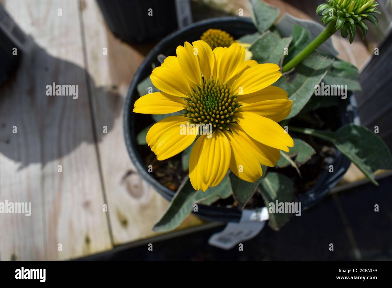 Cutleaf coneflower hi-res stock photography and images - Alamy