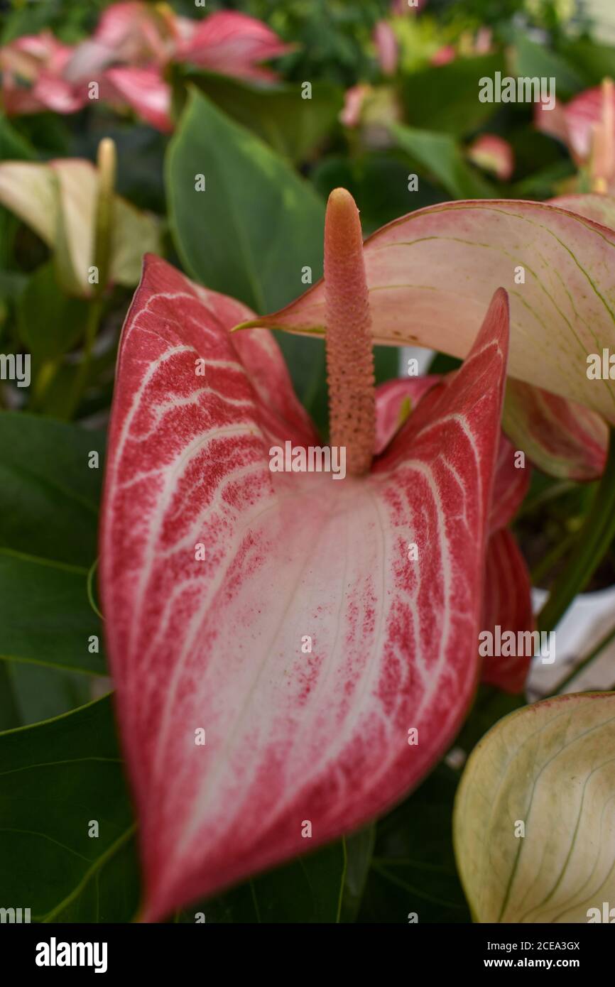 Red Flamingo Lily flower Stock Photo - Alamy