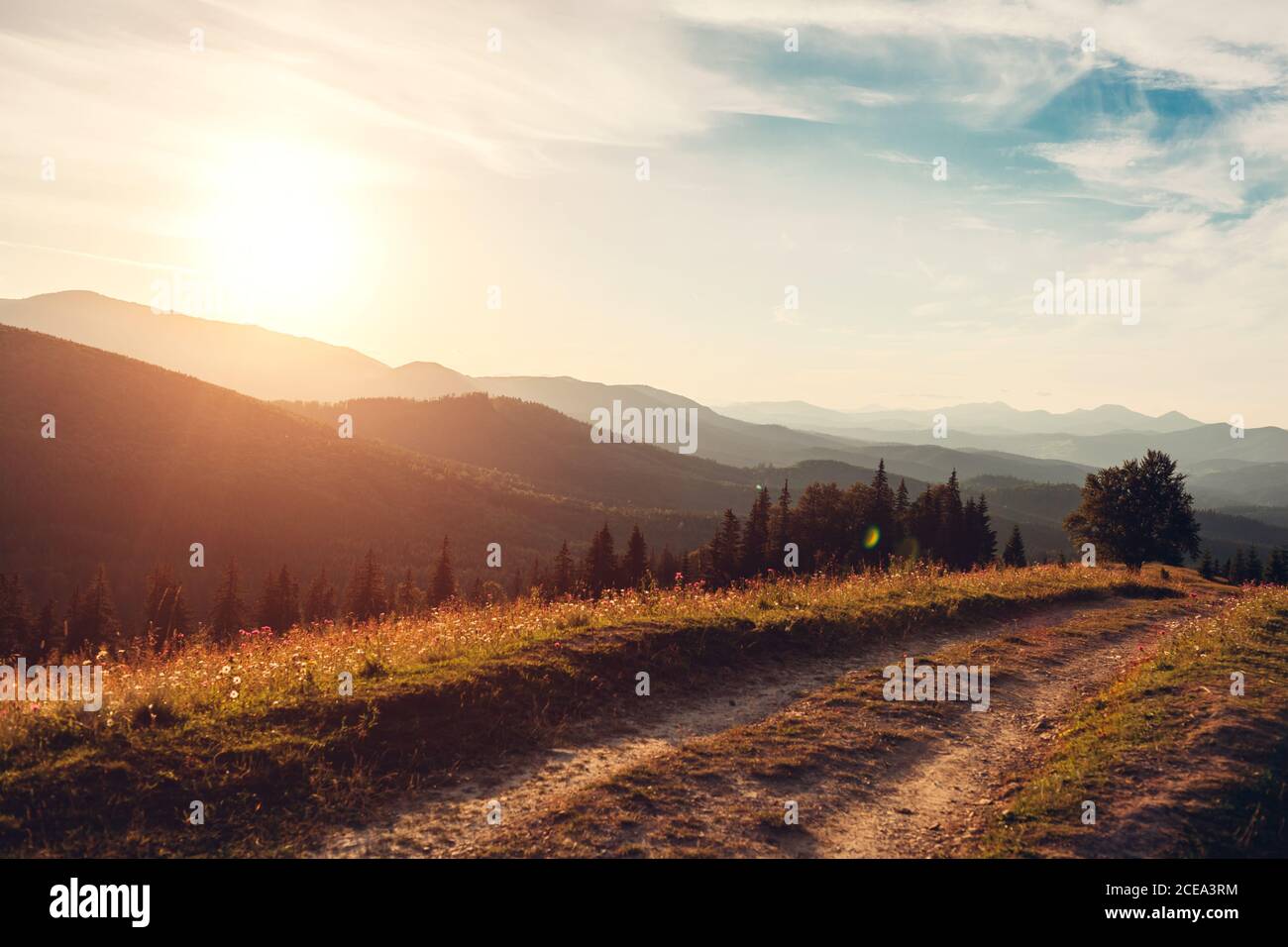 Dusky orange flowers hi-res stock photography and images - Alamy