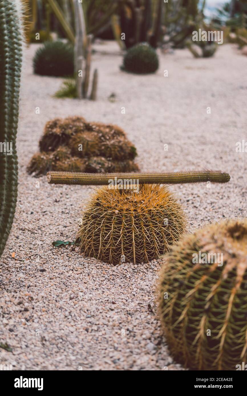 Small spiky cactus sphere and stem growing in sandy ground Stock Photo ...