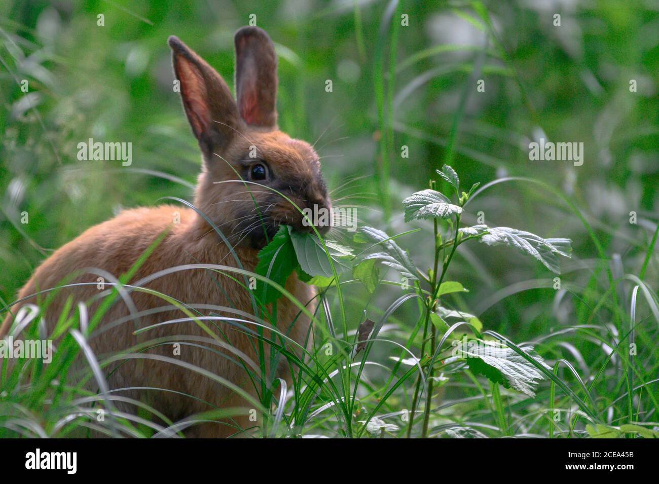 rabbit eats leaf on green grass Stock Photo - Alamy
