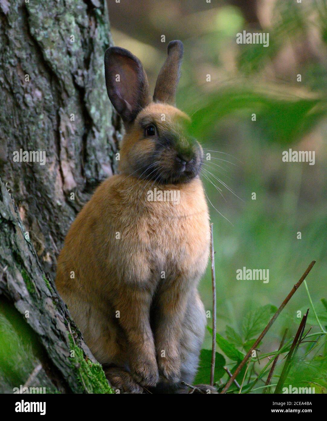 Rabbit teeth close up hi-res stock photography and images - Alamy
