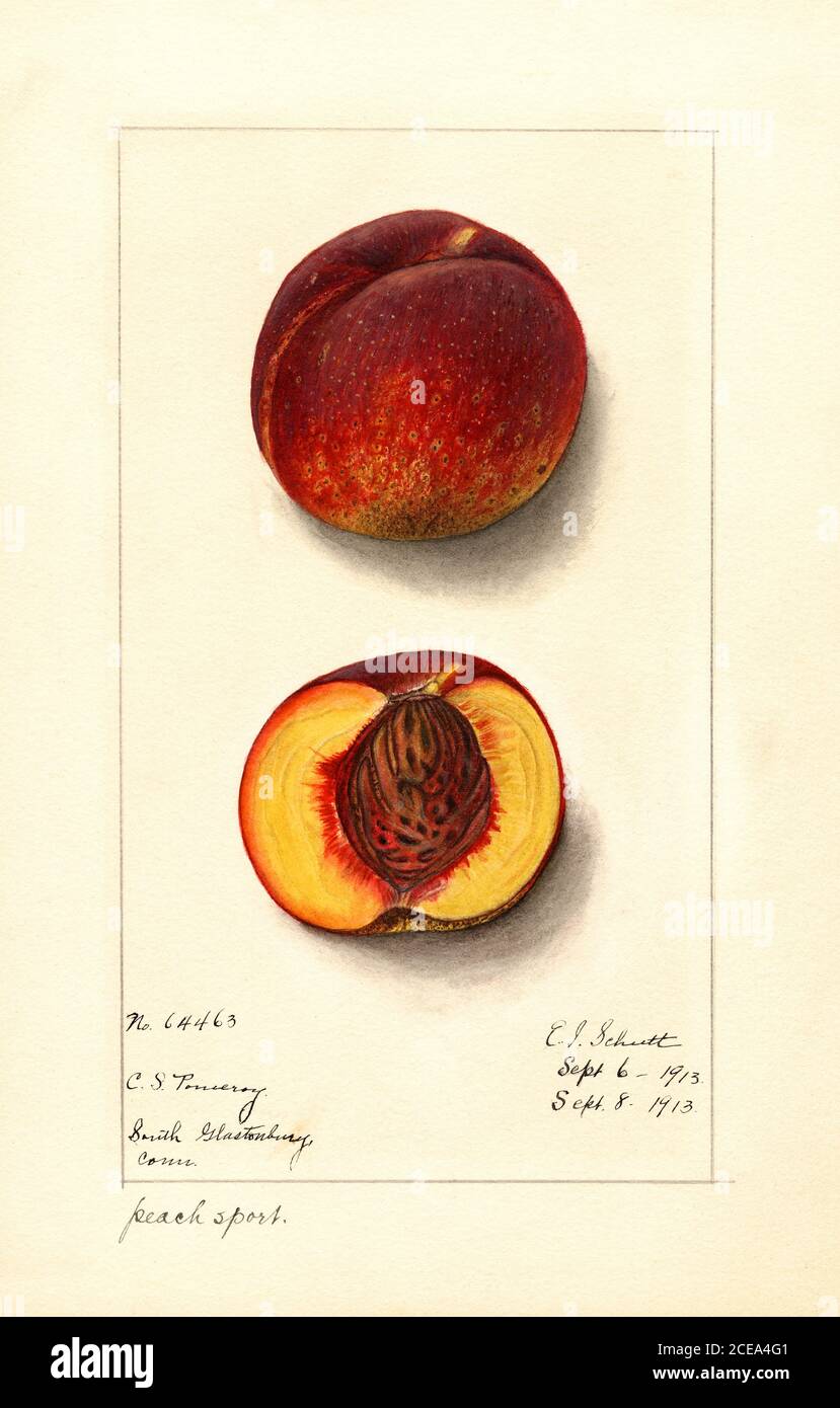 Peach horticulture hi-res stock photography and images - Alamy