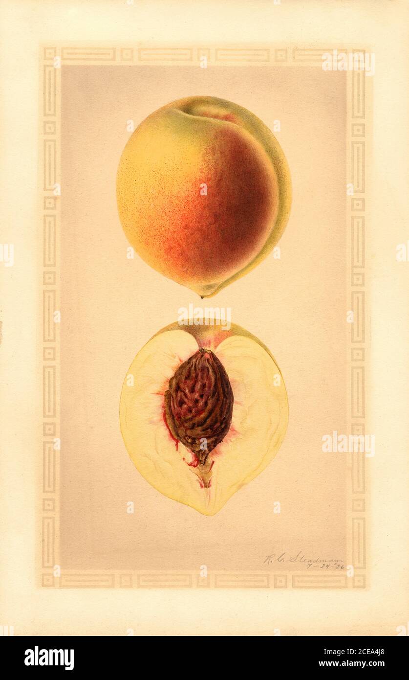 Peaches Belle Variety Prunus Persica Fort Valley Peach County