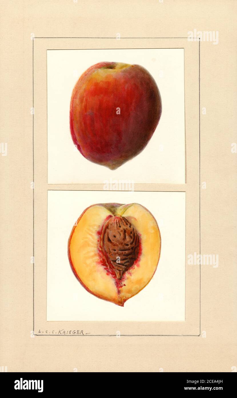 Peaches, Number 10 Variety, Prunus persica, Fort Valley, Peach County ...