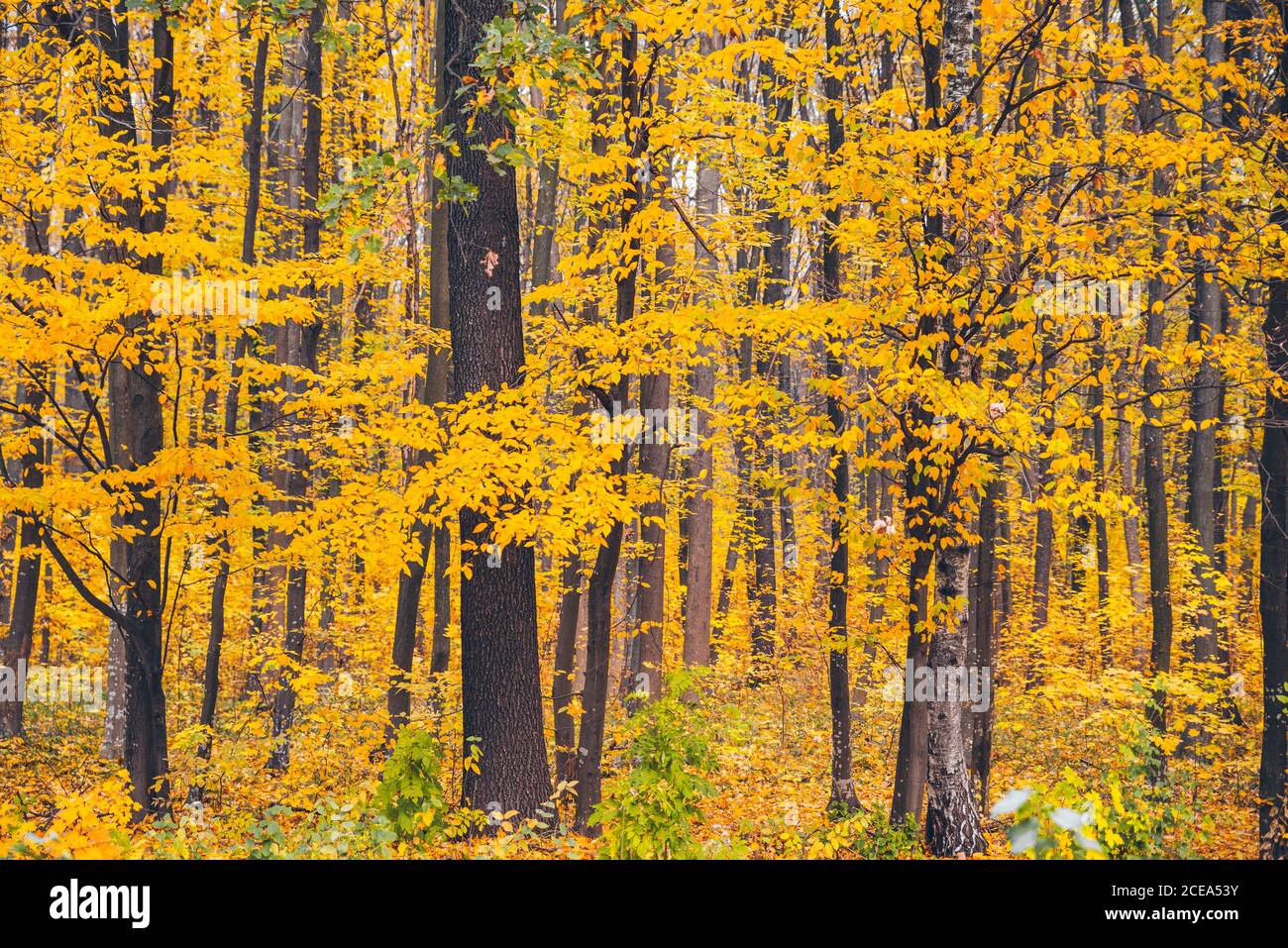 autumn forest texture yellow leaves copy space Stock Photo - Alamy