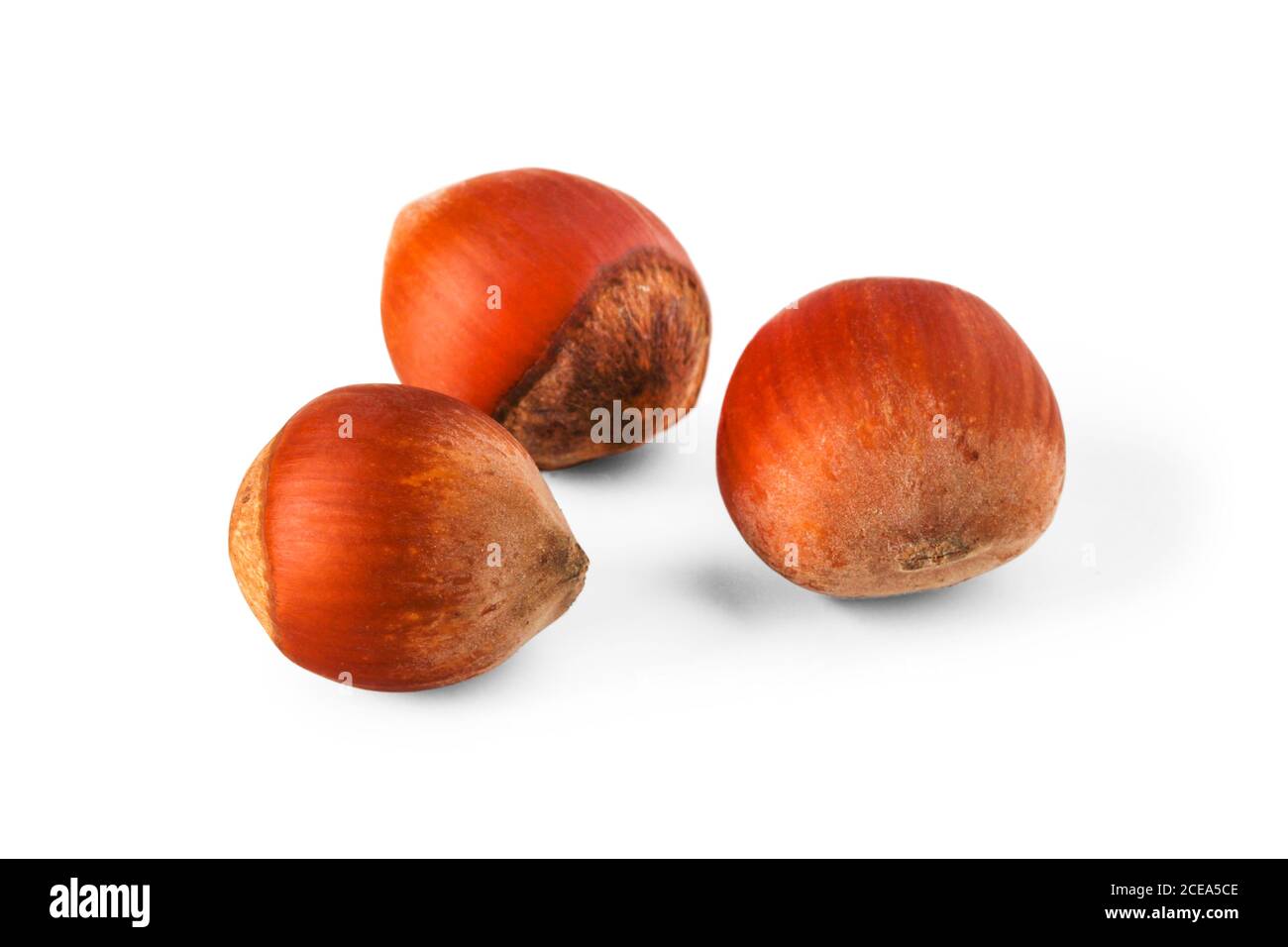 Hazelnuts close up isolated on white background Stock Photo - Alamy