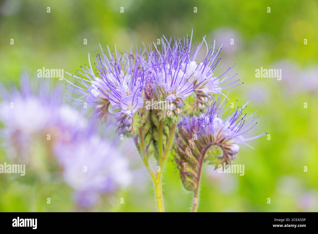 Phacelia Borage Family forage crop for bees Stock Photo - Alamy