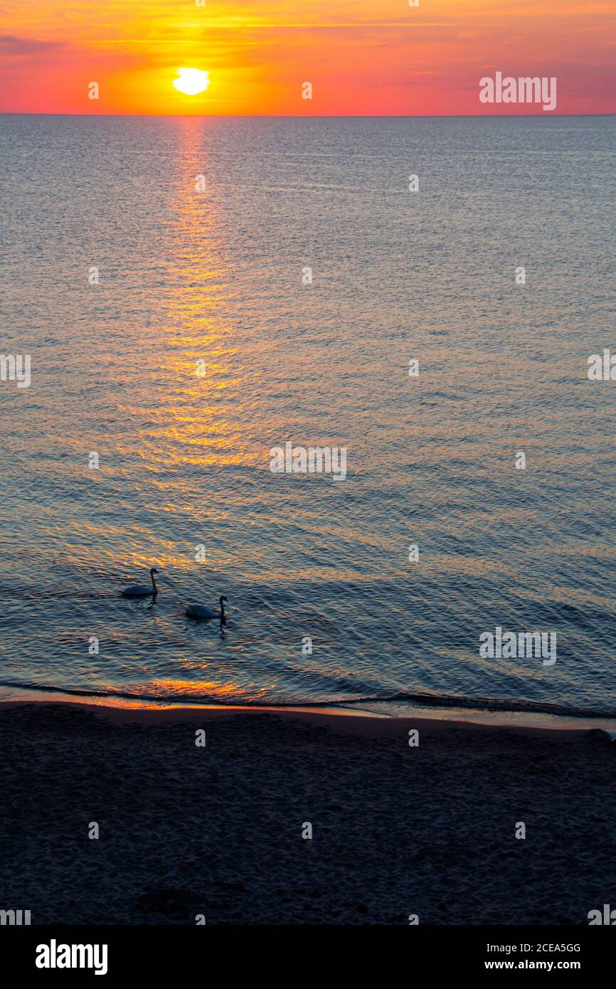 Two beautiful swans on the sea during sunset with water reflections ...
