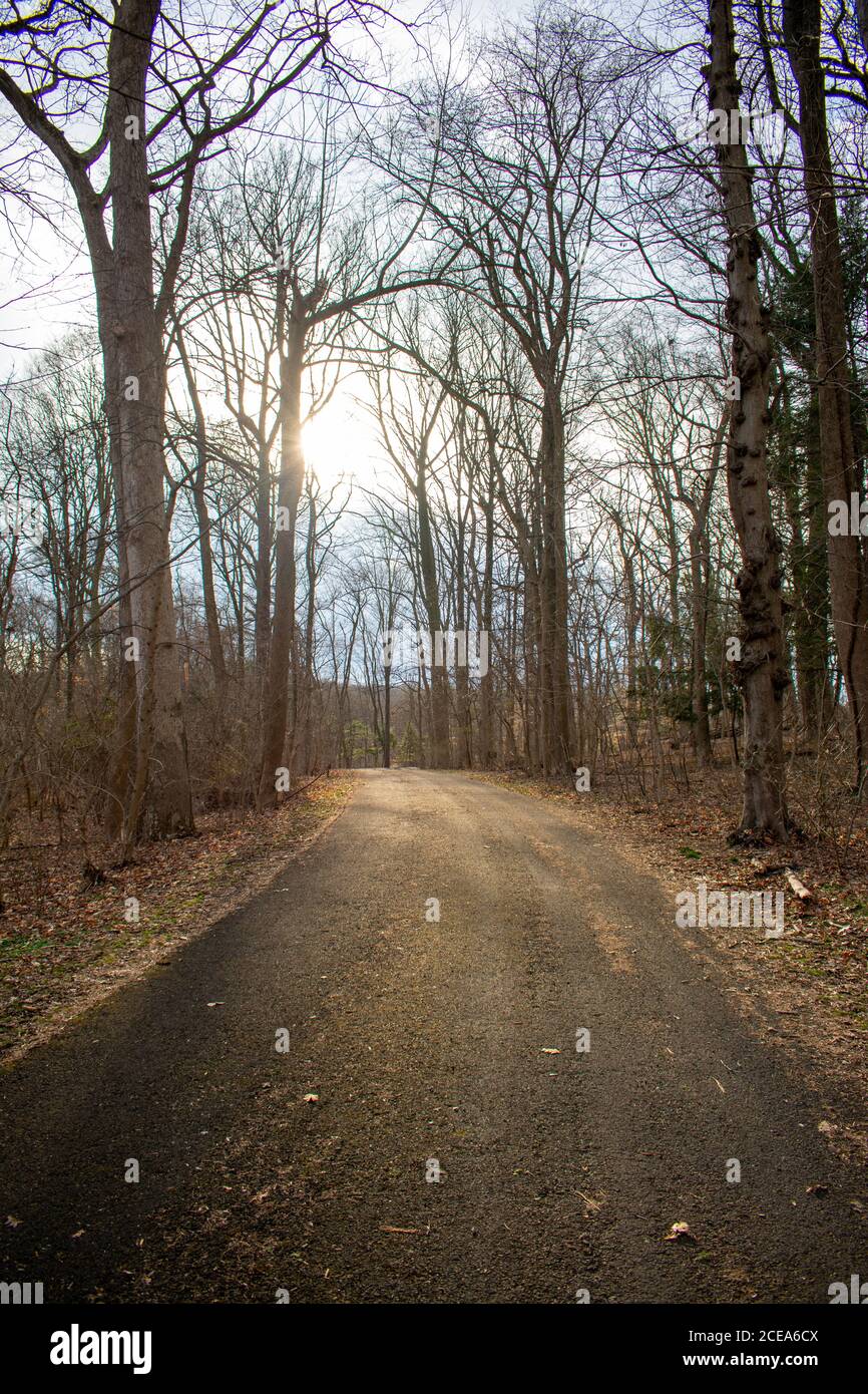 A Blacktop Path in a Dead Winter Forest With a Bright Orange Sunset ...