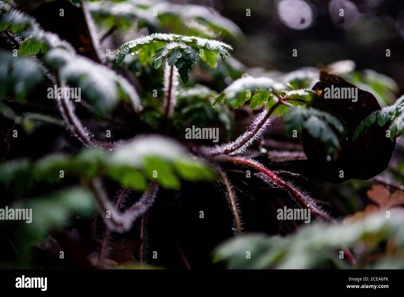 Detail of furry plant with the sun from behind Stock Photo - Alamy