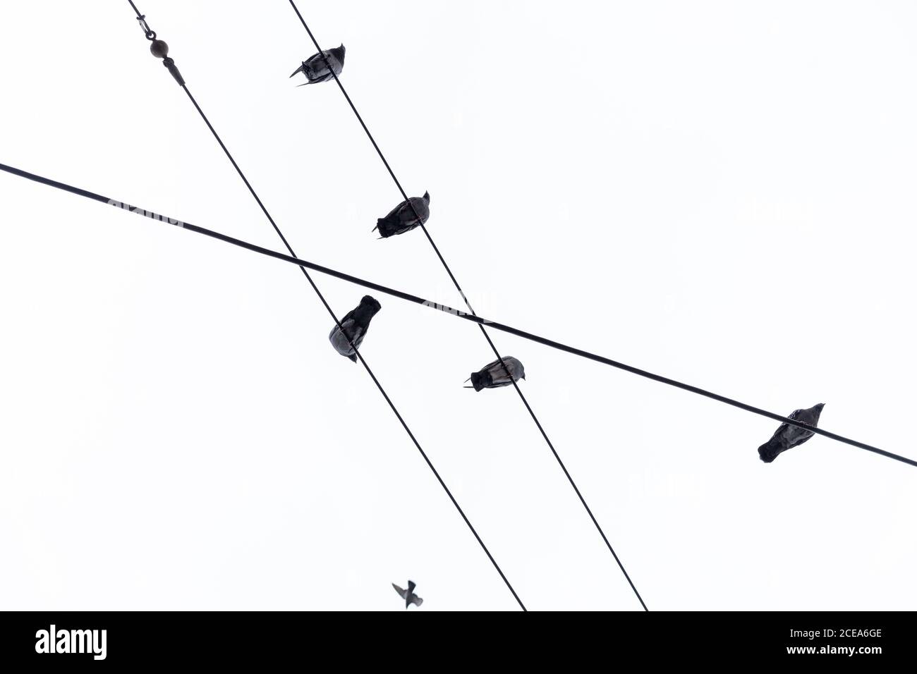 Birds sitting on electrical hi-res stock photography and images - Alamy