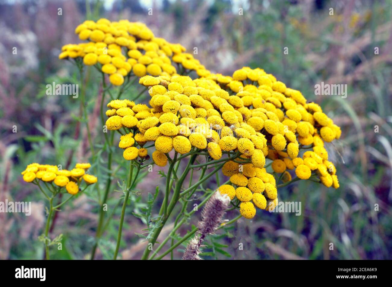 Tanacetum vulgare, yellow flowers of common tansy Stock Photo - Alamy