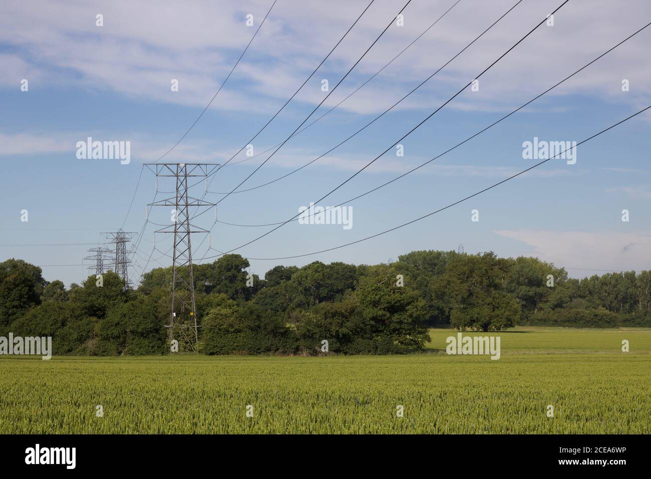 Corn field in spring with pylon and electricity wires overhead Stock ...