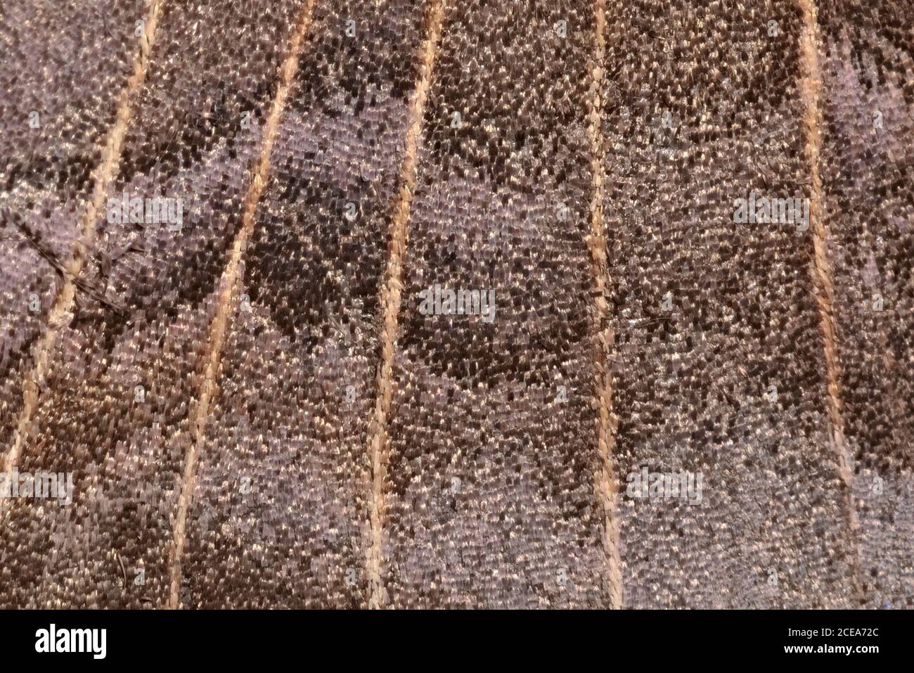 2 - Background poplar hawk moth wing abstract texture. Scintillating ...