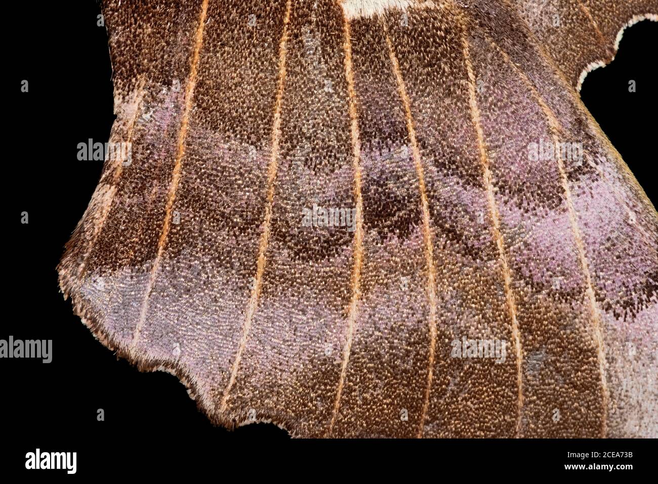 1 - Black background poplar hawk moth wing abstract texture ...