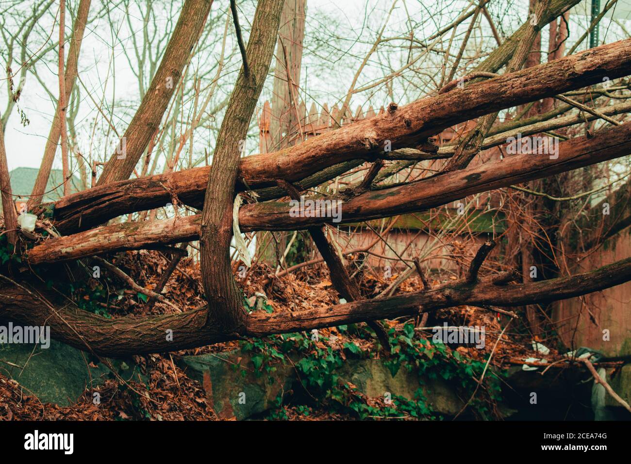 Broken tree stick hi-res stock photography and images - Alamy