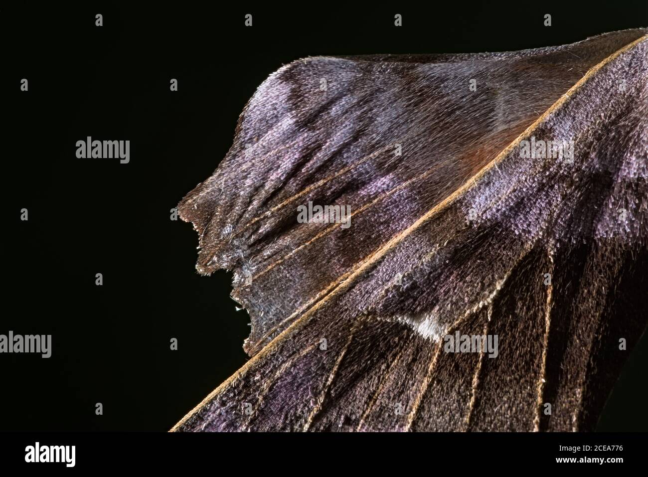 5 - Close up part of poplar hawk moth wing. unusual texture and purple ...
