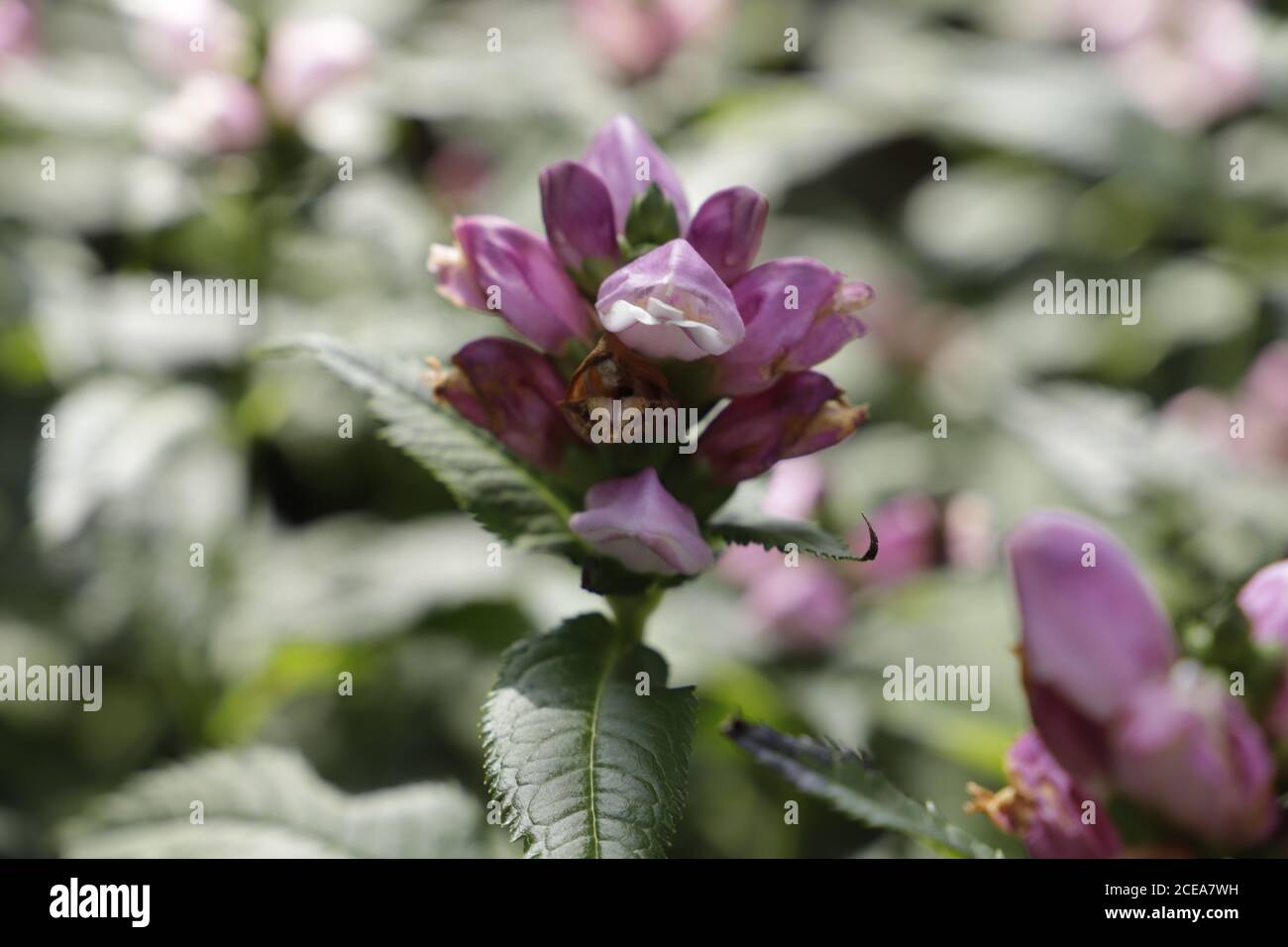 Rose Turtlehead High Resolution Stock Photography and Images - Alamy