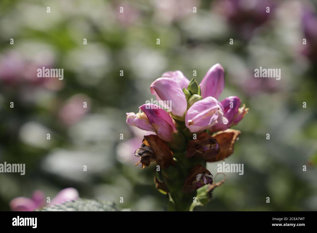 Rose Turtlehead High Resolution Stock Photography and Images - Alamy