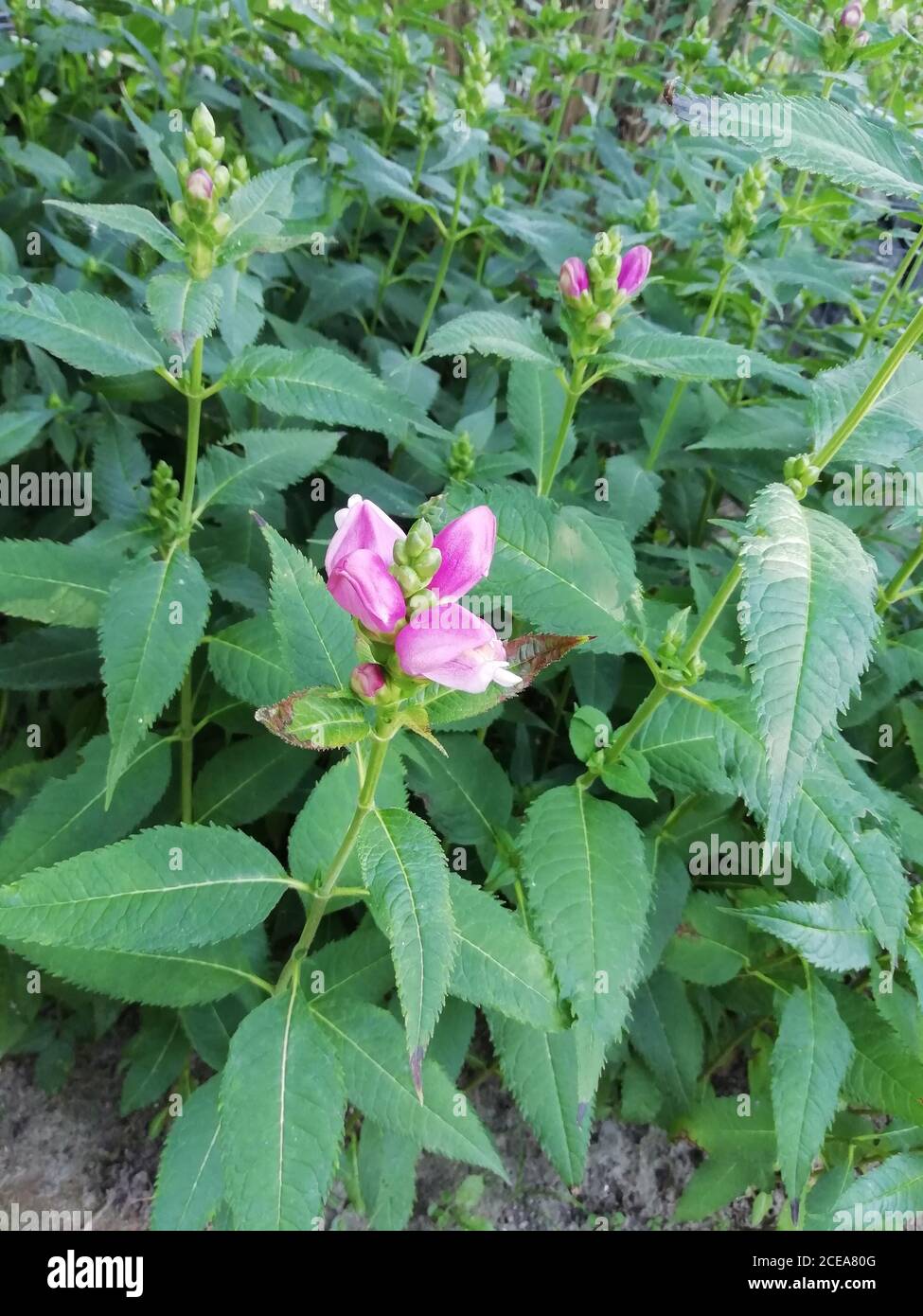 Rose turtlehead hi-res stock photography and images - Alamy