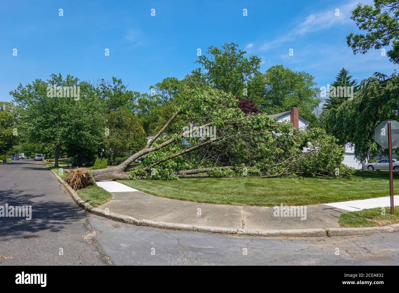 Tree Roots Sidewalk High Resolution Stock Photography and Images - Alamy