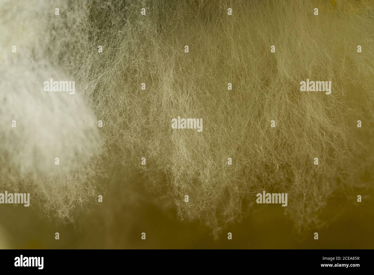 Macro shot of fungi growing on expired curry under the lights Stock ...