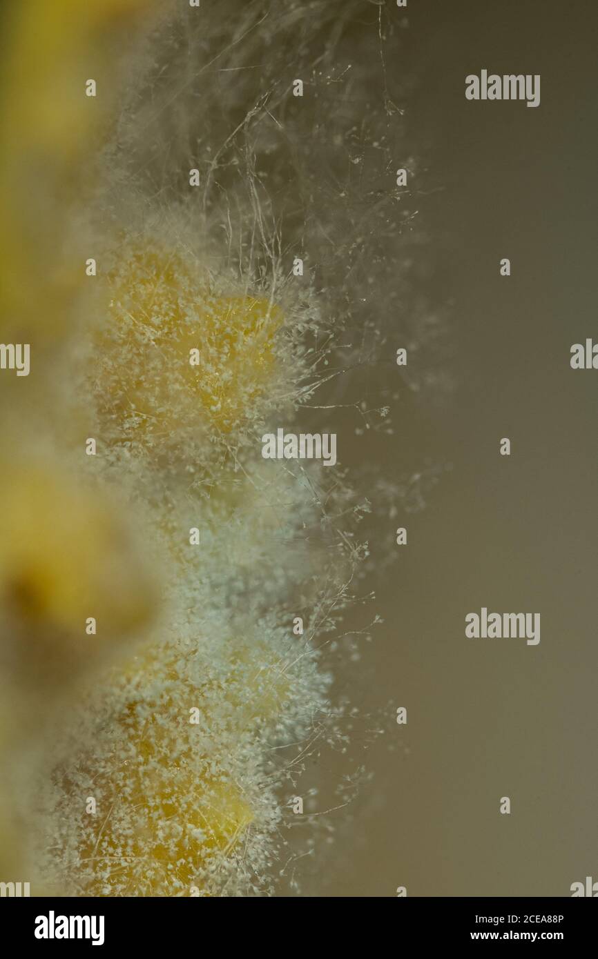 Macro shot of fungi growing on expired curry under the lights Stock ...