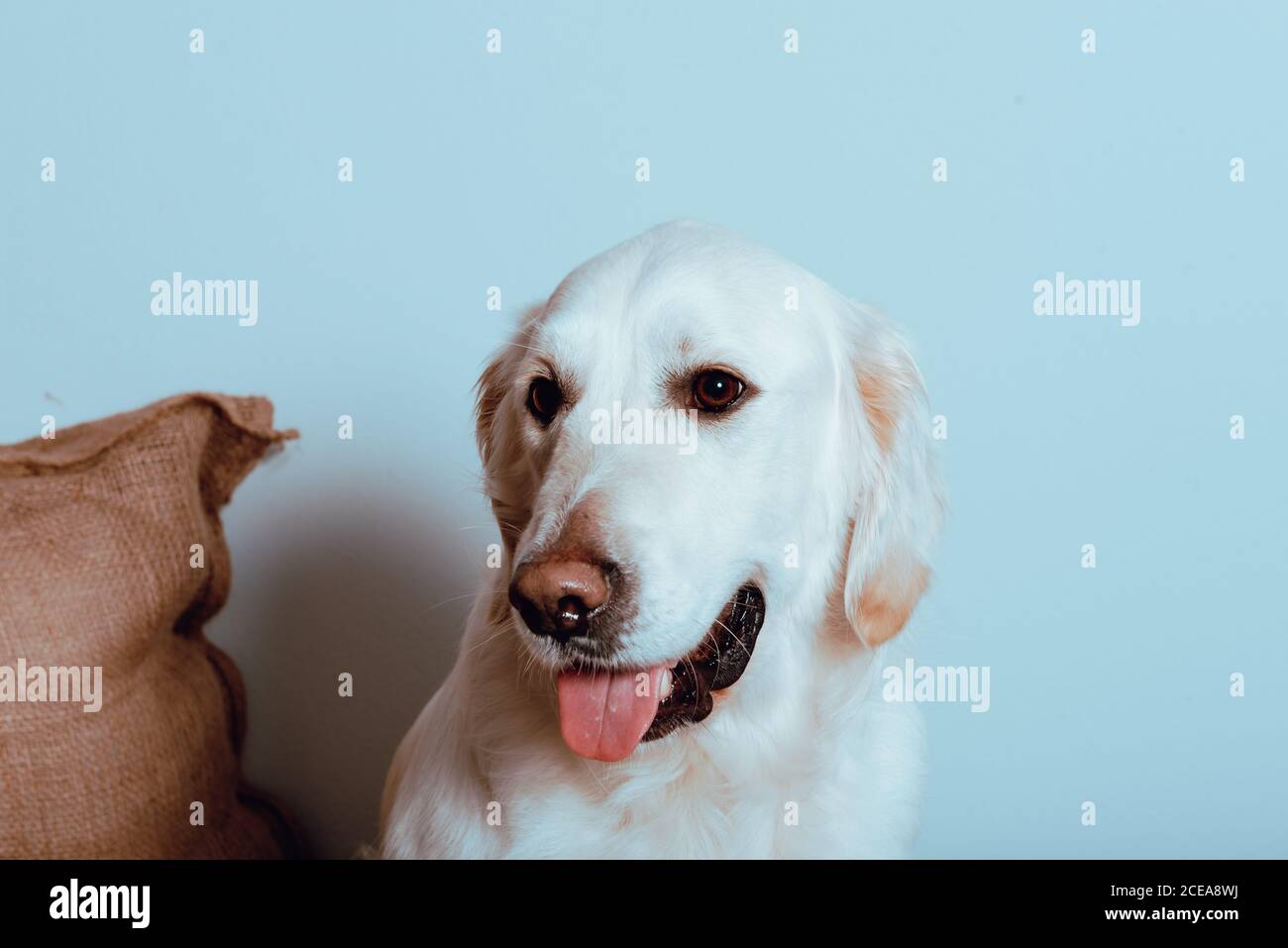 Big white Labrador looking at camera Stock Photo - Alamy