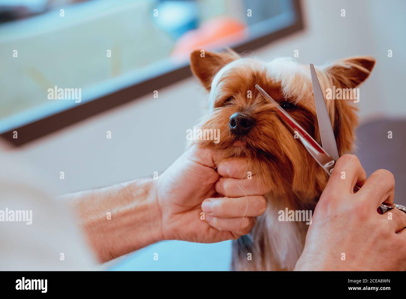 Crop groomer trimming fur of little dog Stock Photo - Alamy