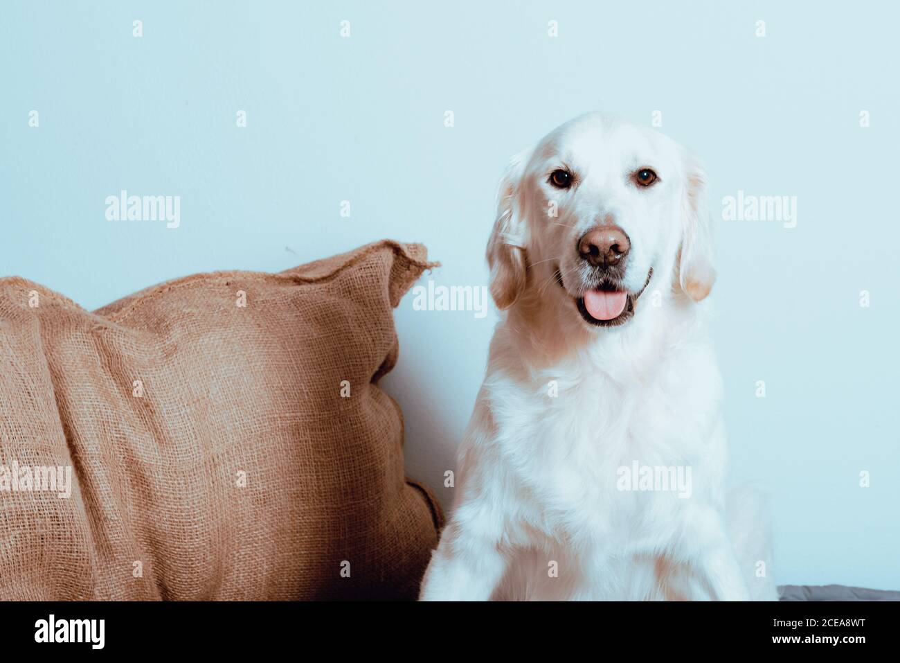 Big white Labrador looking at camera Stock Photo - Alamy