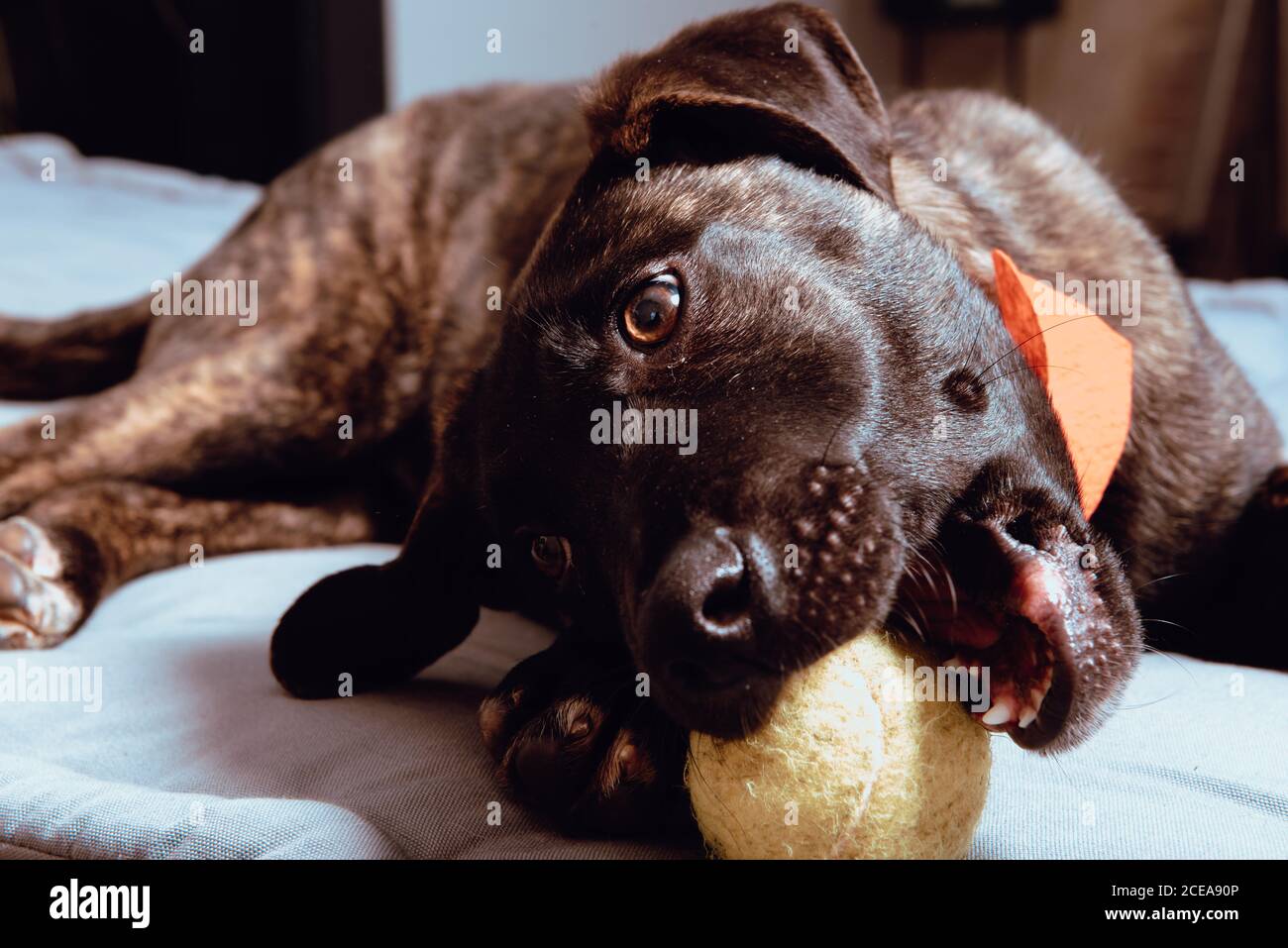 Charming playful dog with ball Stock Photo - Alamy