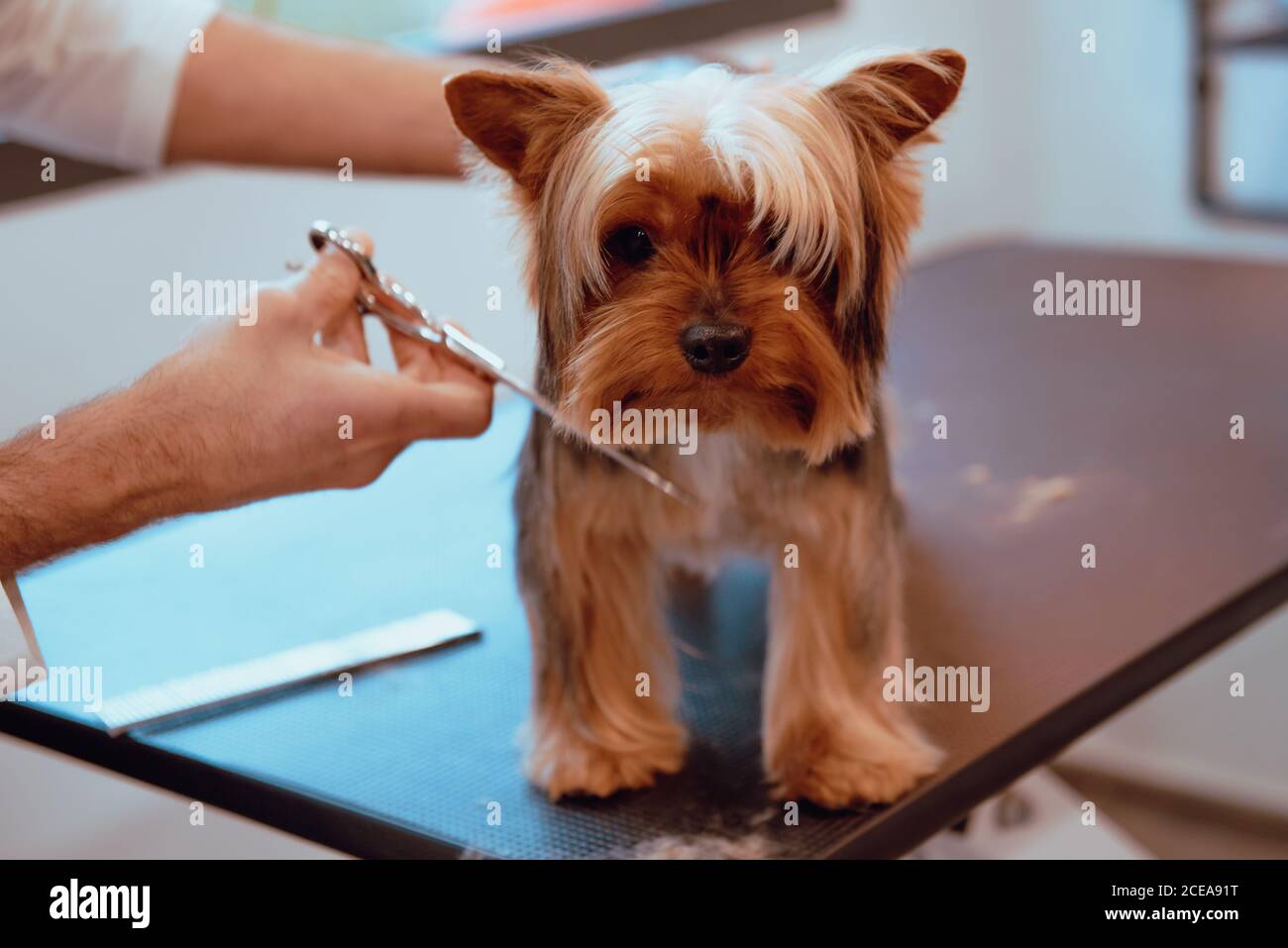 Crop groomer trimming fur of little dog Stock Photo - Alamy