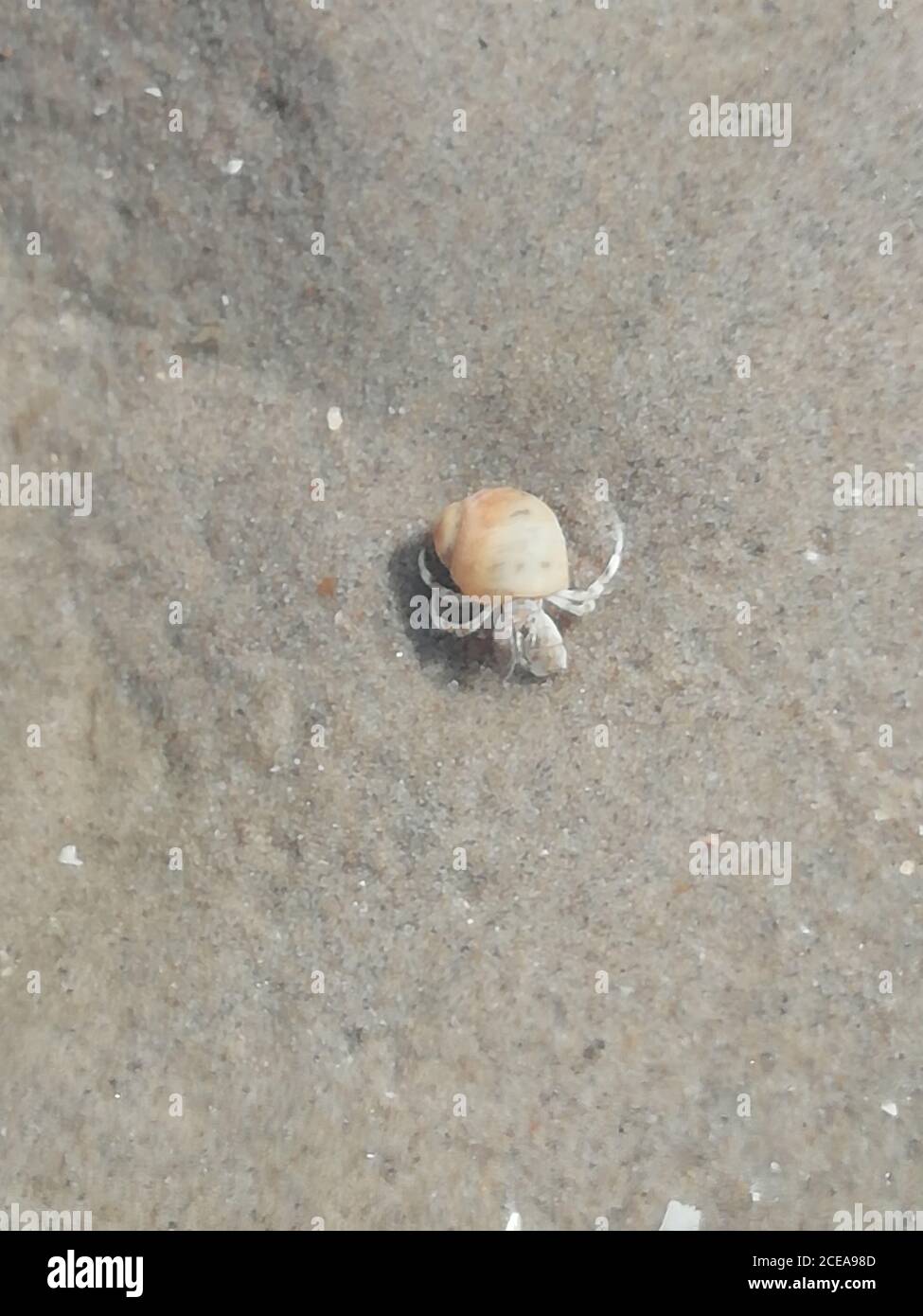 Tiny crab in the shallow water on the beach Stock Photo - Alamy