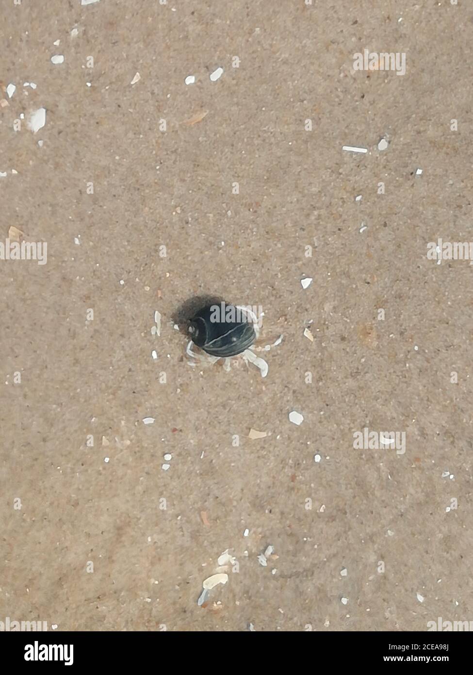 Tiny crab in the shallow water on the beach Stock Photo - Alamy