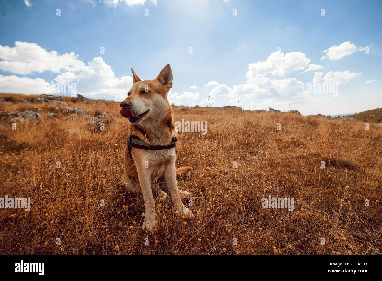 Dog in a farm field hi-res stock photography and images - Alamy