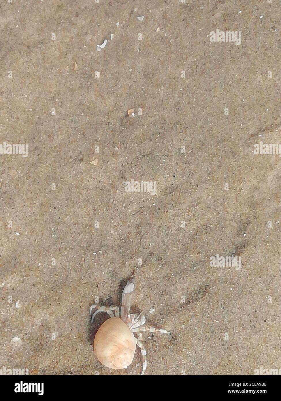 Tiny crab in the shallow water on the beach Stock Photo - Alamy