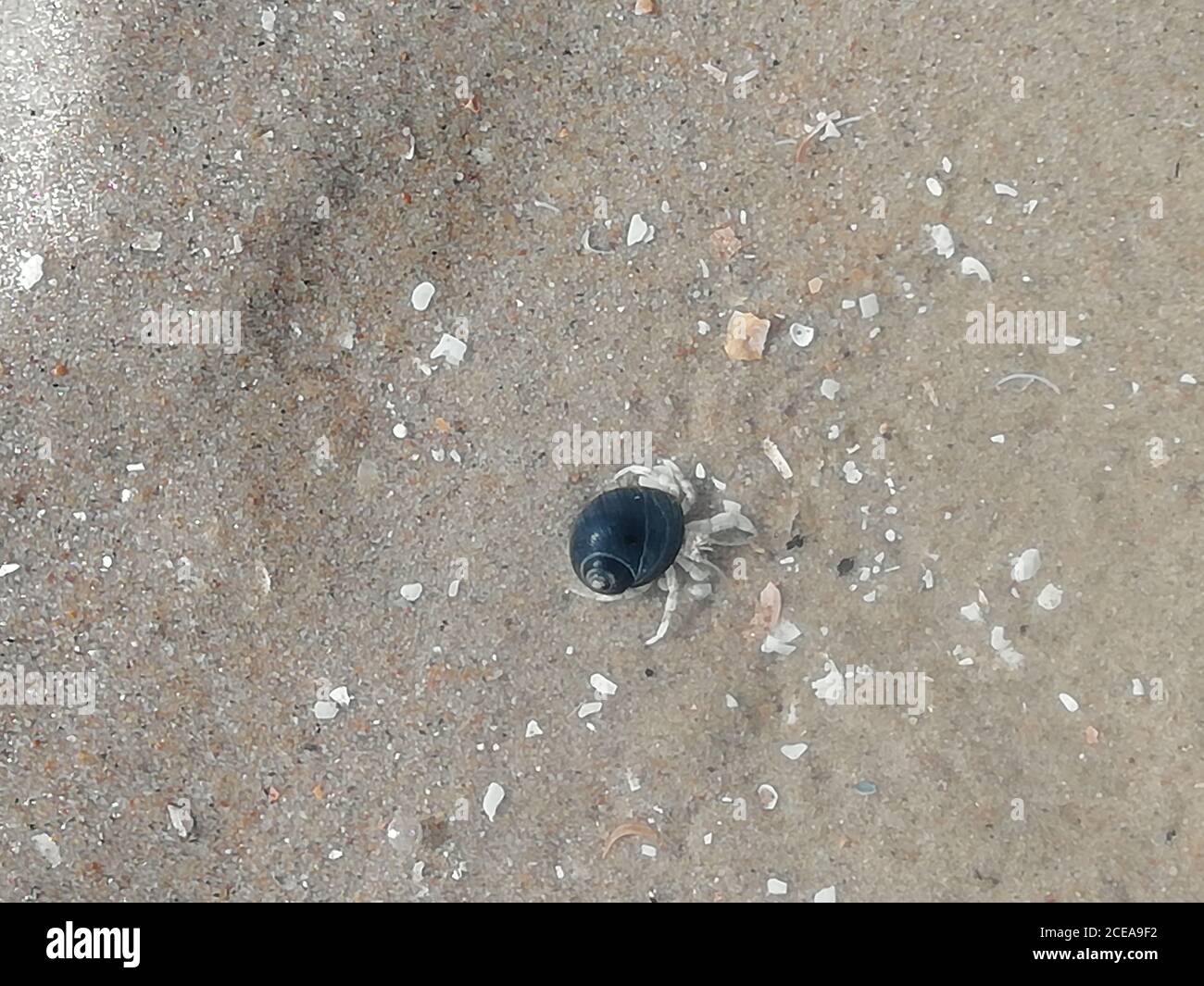 Tiny crab in the shallow water on the beach Stock Photo - Alamy