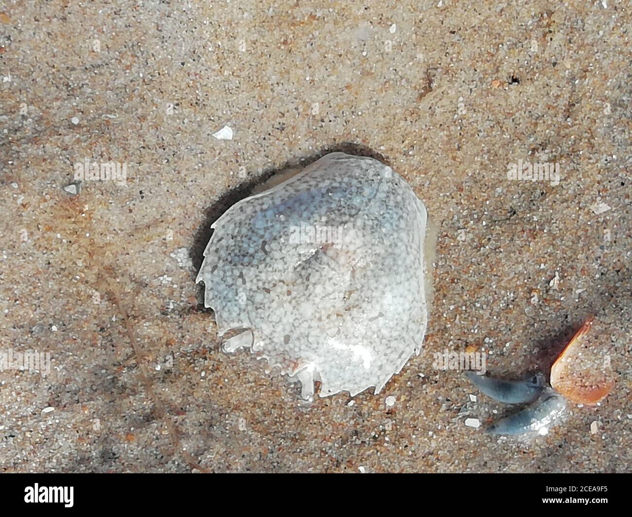 Tiny crab in the shallow water on the beach Stock Photo - Alamy