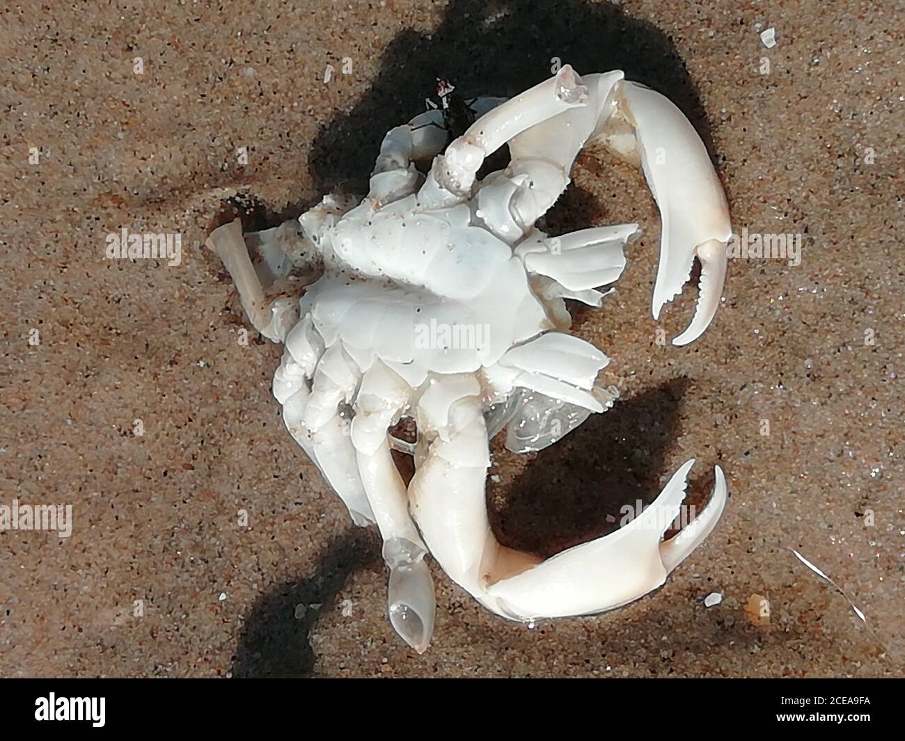 Tiny crab in the shallow water on the beach Stock Photo - Alamy
