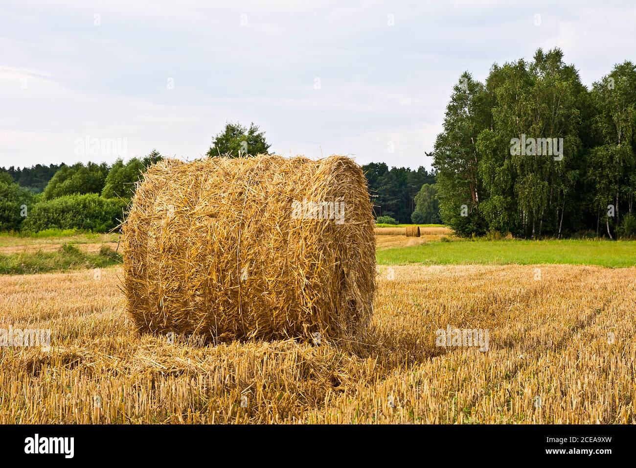 Straw bales in the field Stock Photo - Alamy