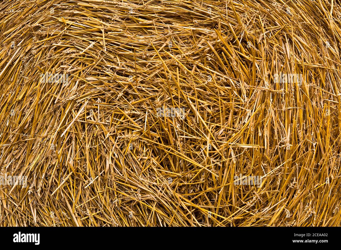 Background from pressed wheat straw Stock Photo - Alamy