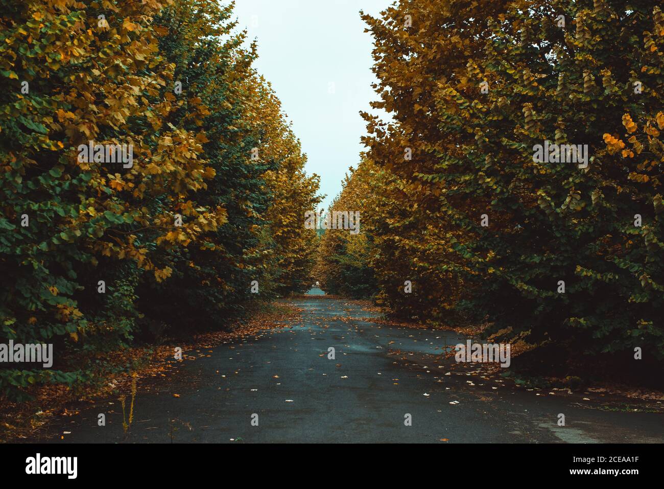 Countryside route running between trees with green and yellow foliage ...