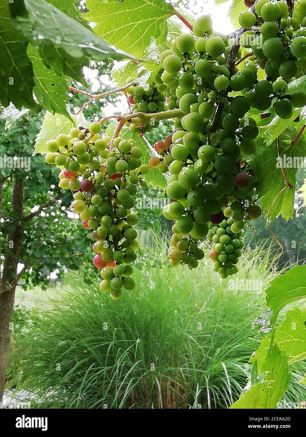 Grape bush with green leaves with raindrops Stock Photo - Alamy