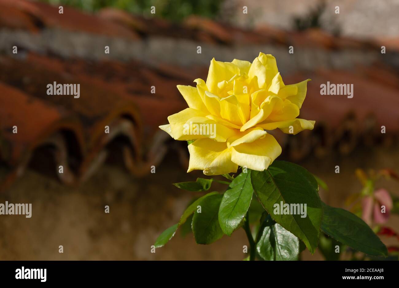 Close-up of a yellow rose kissed by the late afternoon sunlight next to ...