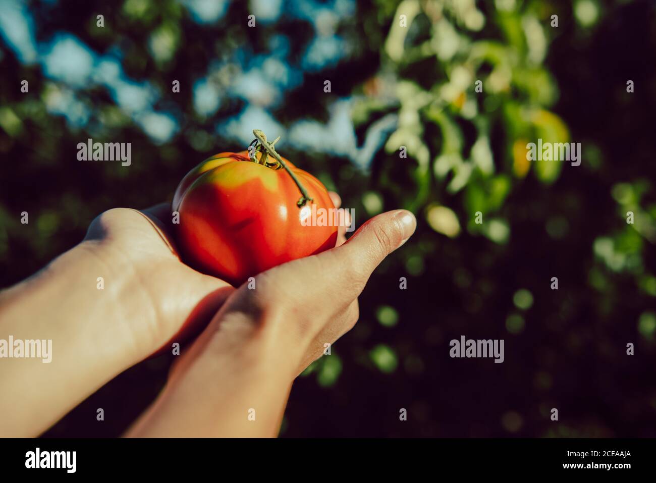 Crop person holding bright ripe tomato Stock Photo - Alamy