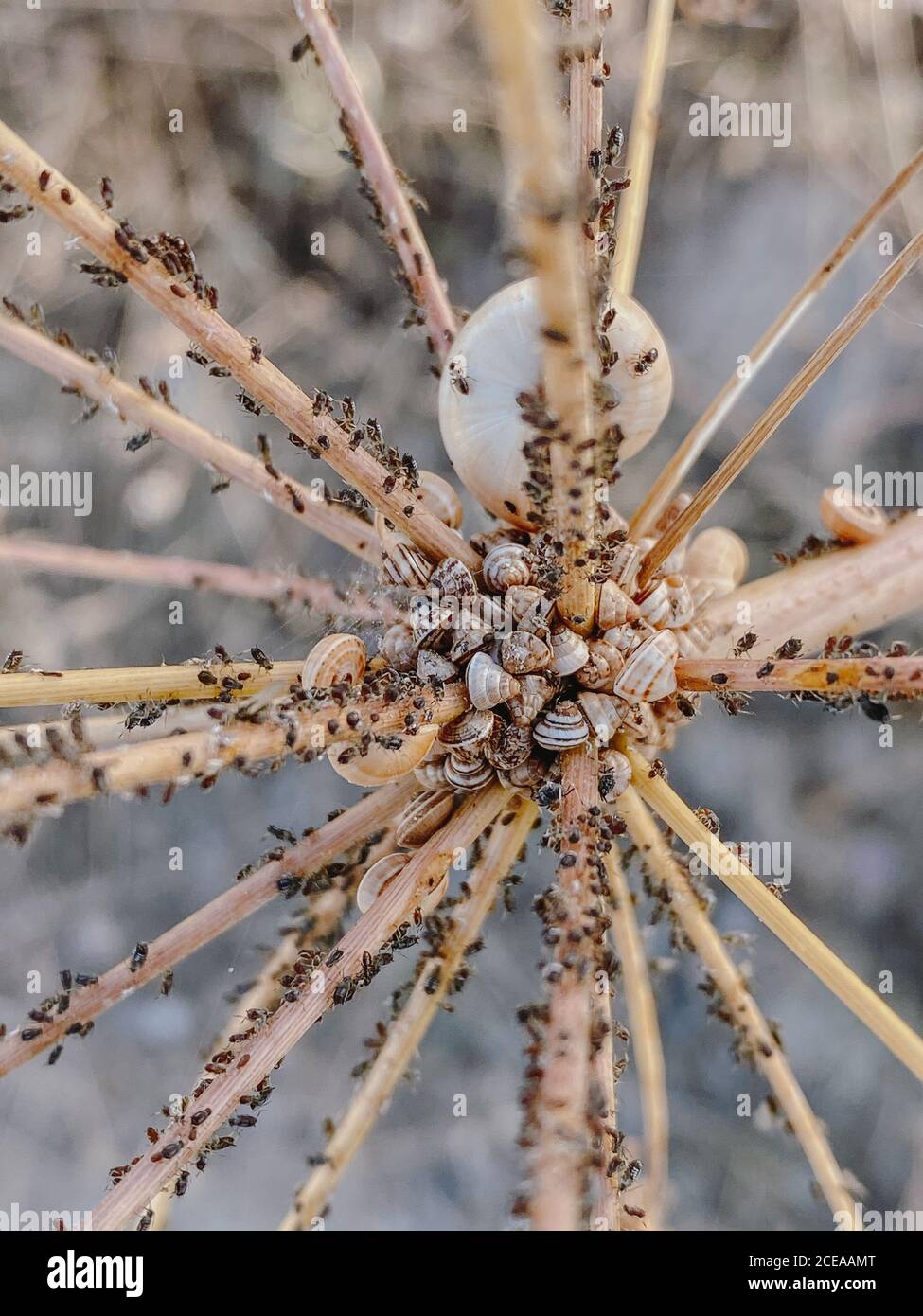 Vertical shot of small snail shells and ants on plants in a field Stock ...