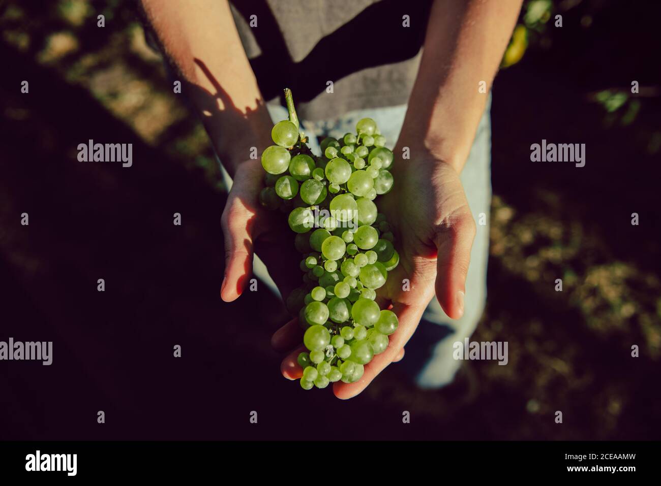Crop shot from above of person holding bunch of green ripe grape in ...