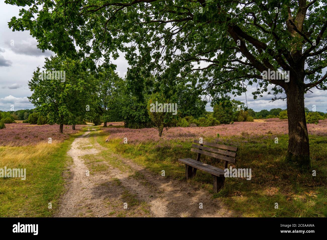 Blooming heath, broom heath and juniper bushes, near the Totengrund ...